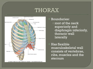 THORAX OS powerpoint | PPT