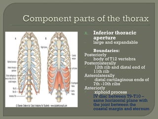 THORAX OS powerpoint | PPT