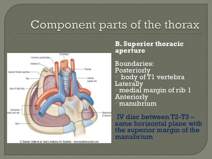 THORAX OS powerpoint