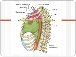 Thorax | PPT | Free Download