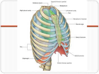 Thorax | PPT