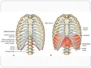 Thorax | PPT