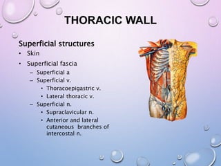 Thorax | PPTX