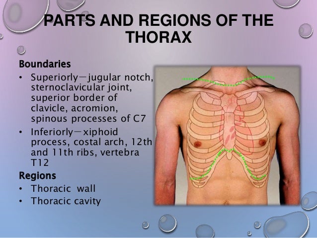 Thorax