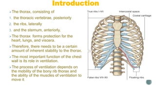 Thorax | PPT