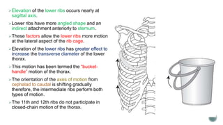 Thorax | PPT