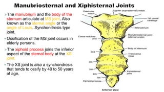Thorax | PPT