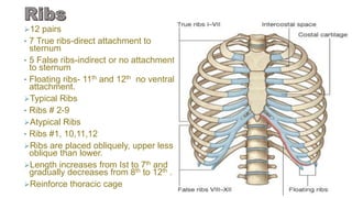 Thorax. Full Explanation | PPTX