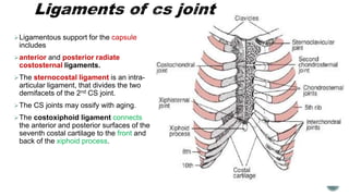 Interchondral Joint