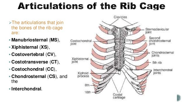 Xiphisternal Joint Type