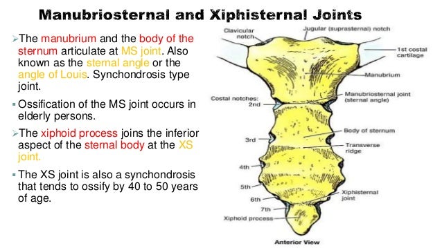 Xiphisternal Joint Wikipedia