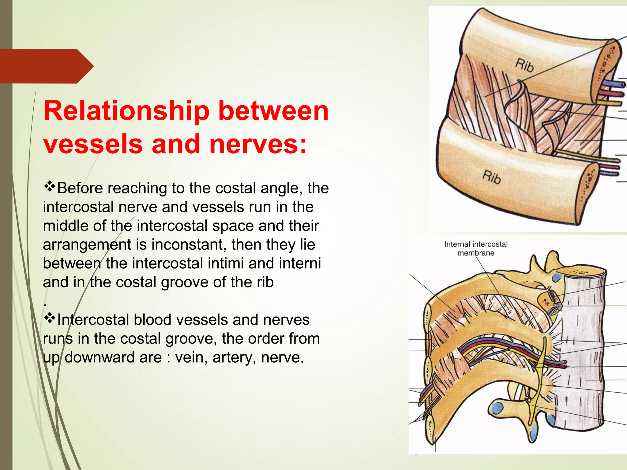 Thorax | PPT