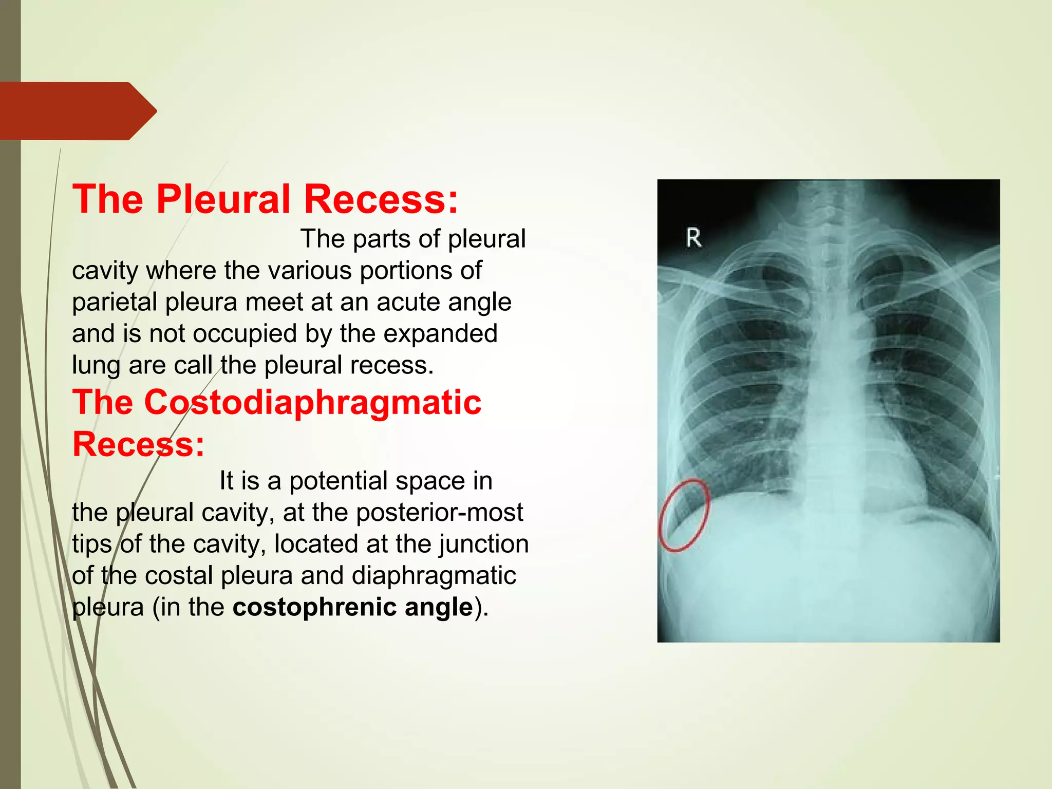 Thorax | PPT