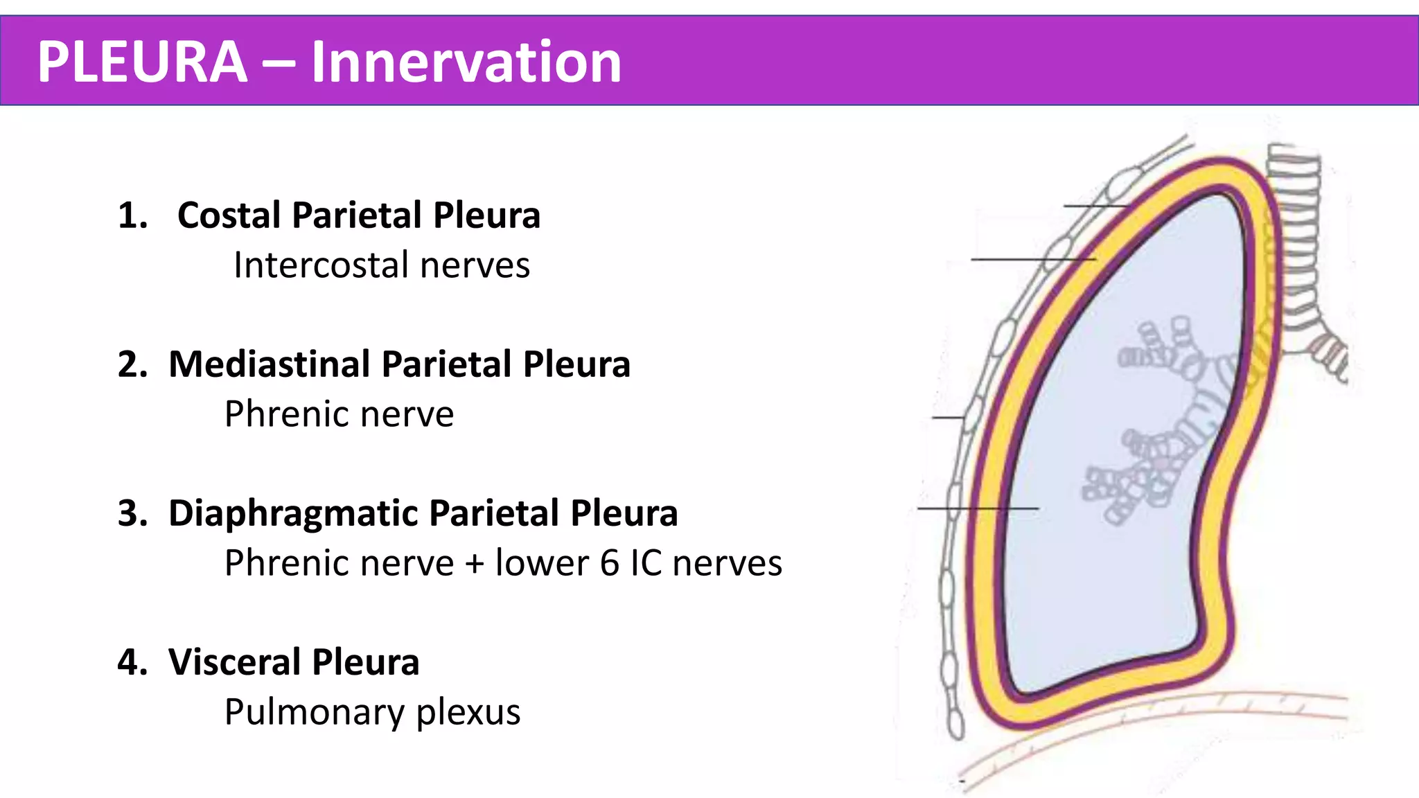 Thorax Anatomy | PPTX