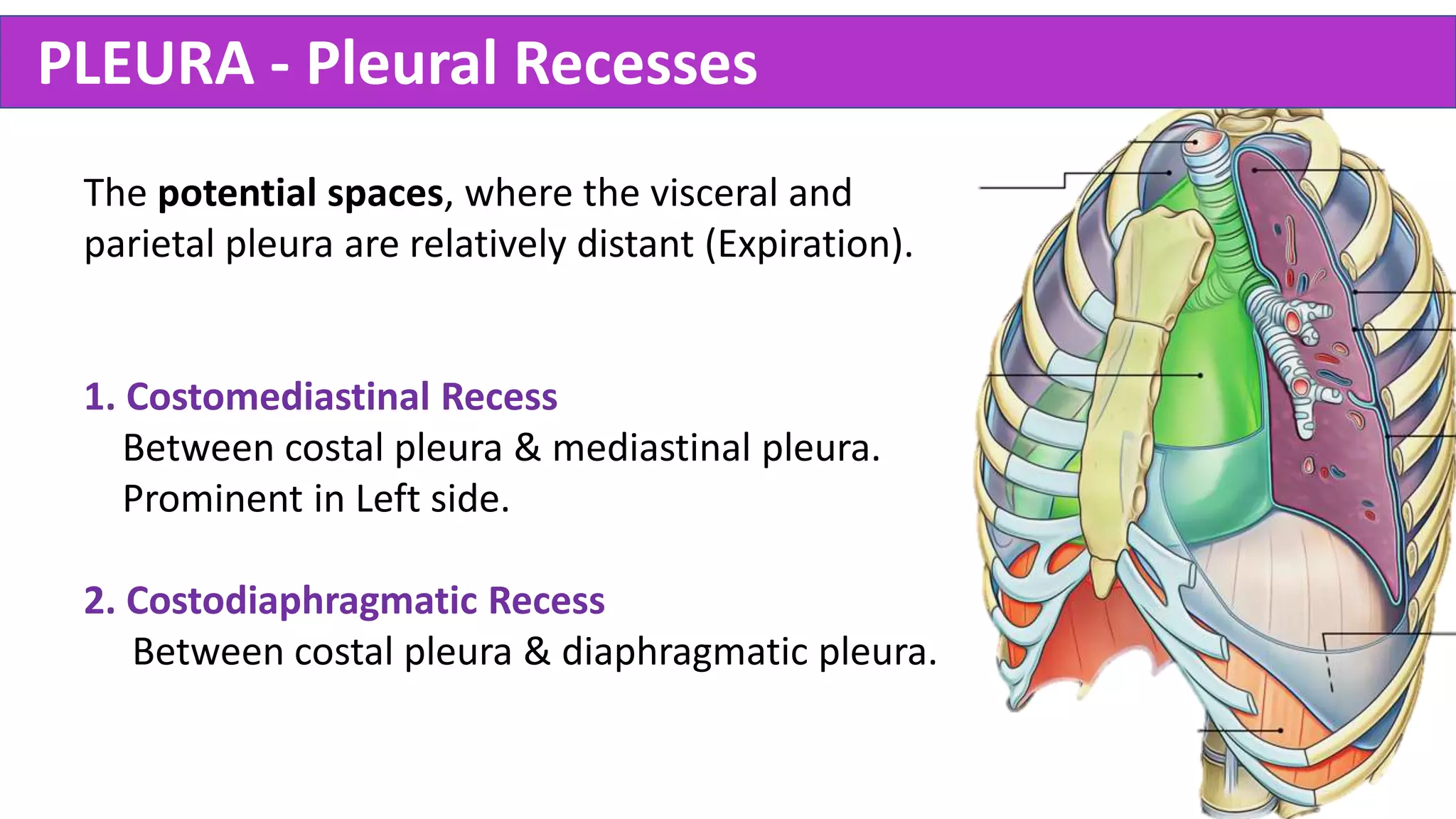 Thorax Anatomy | PPTX