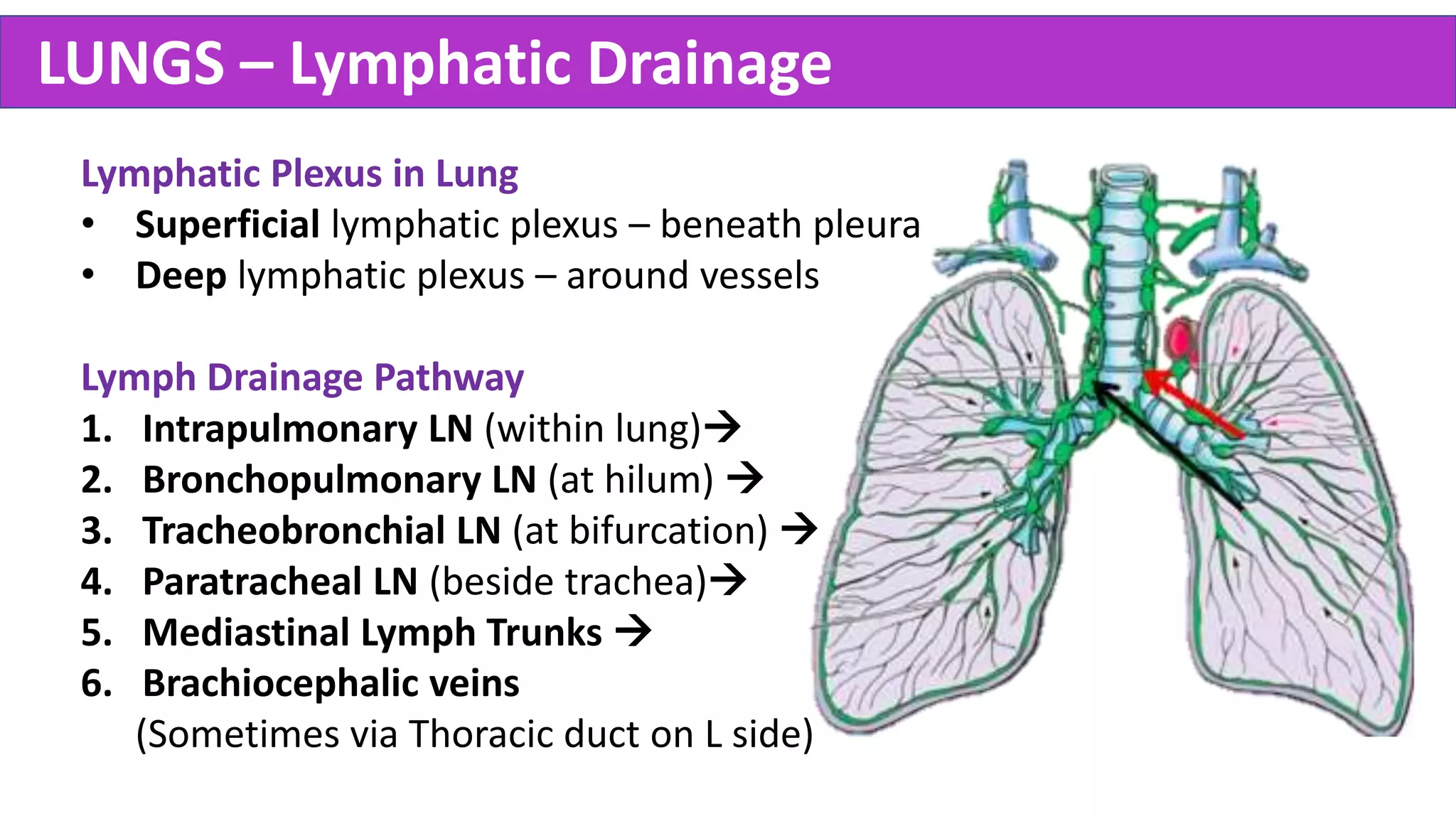 Thorax Anatomy | PPTX