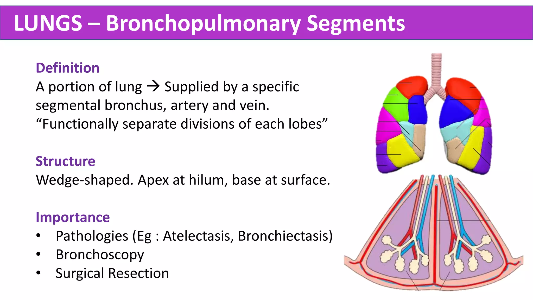 Thorax Anatomy | PPTX