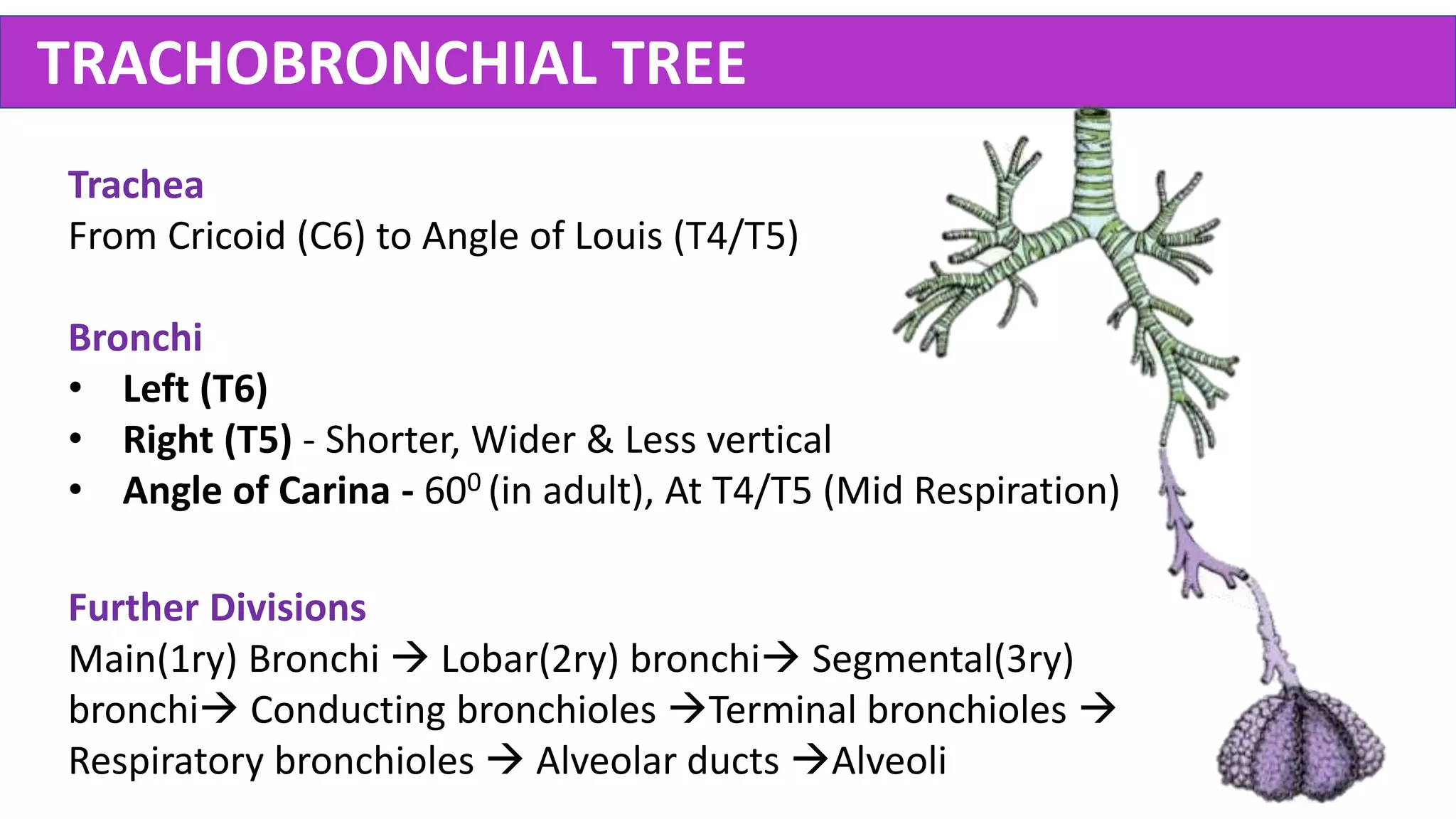 Thorax Anatomy | PPTX