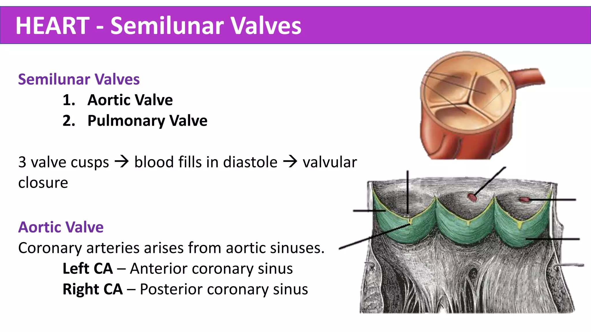 Thorax Anatomy | PPTX