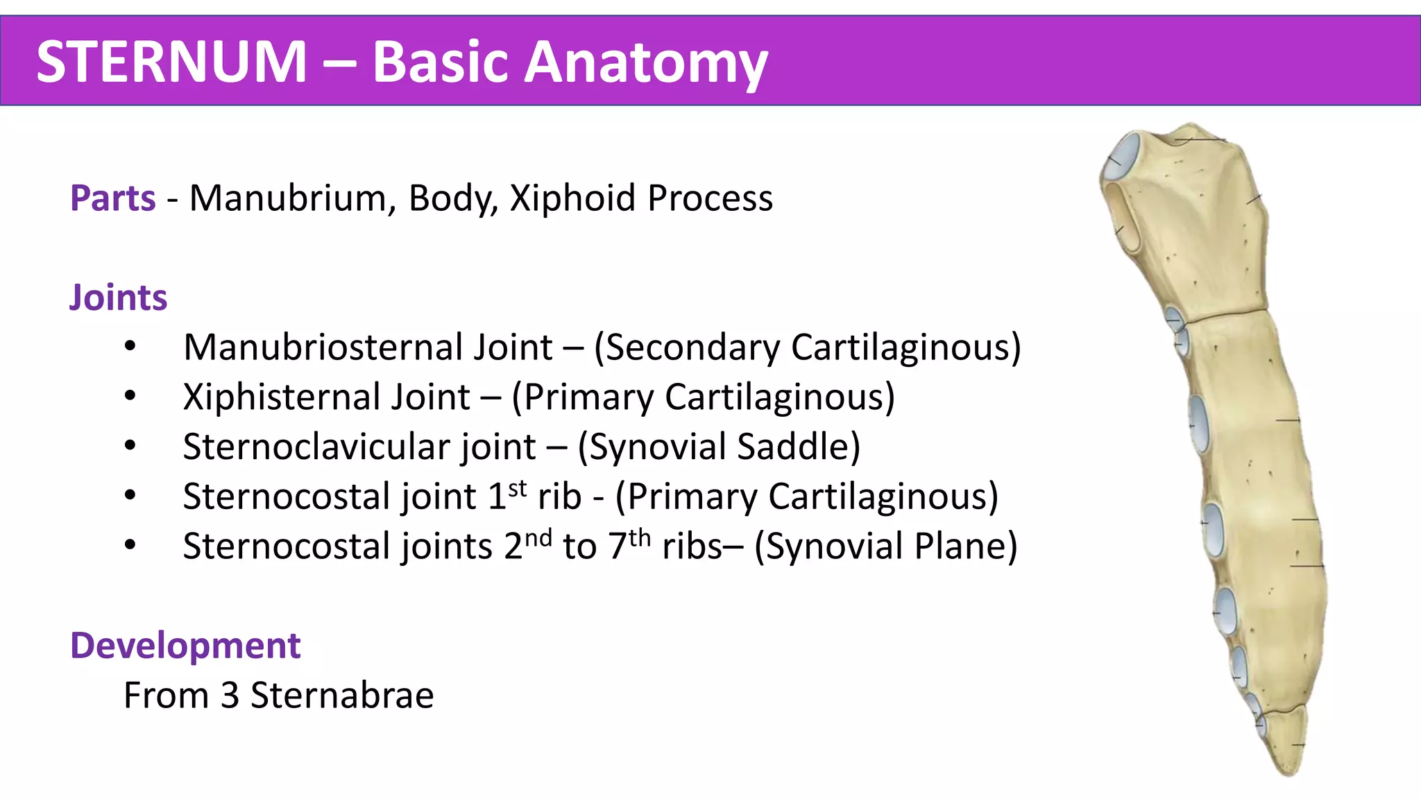 Thorax Anatomy | PPTX