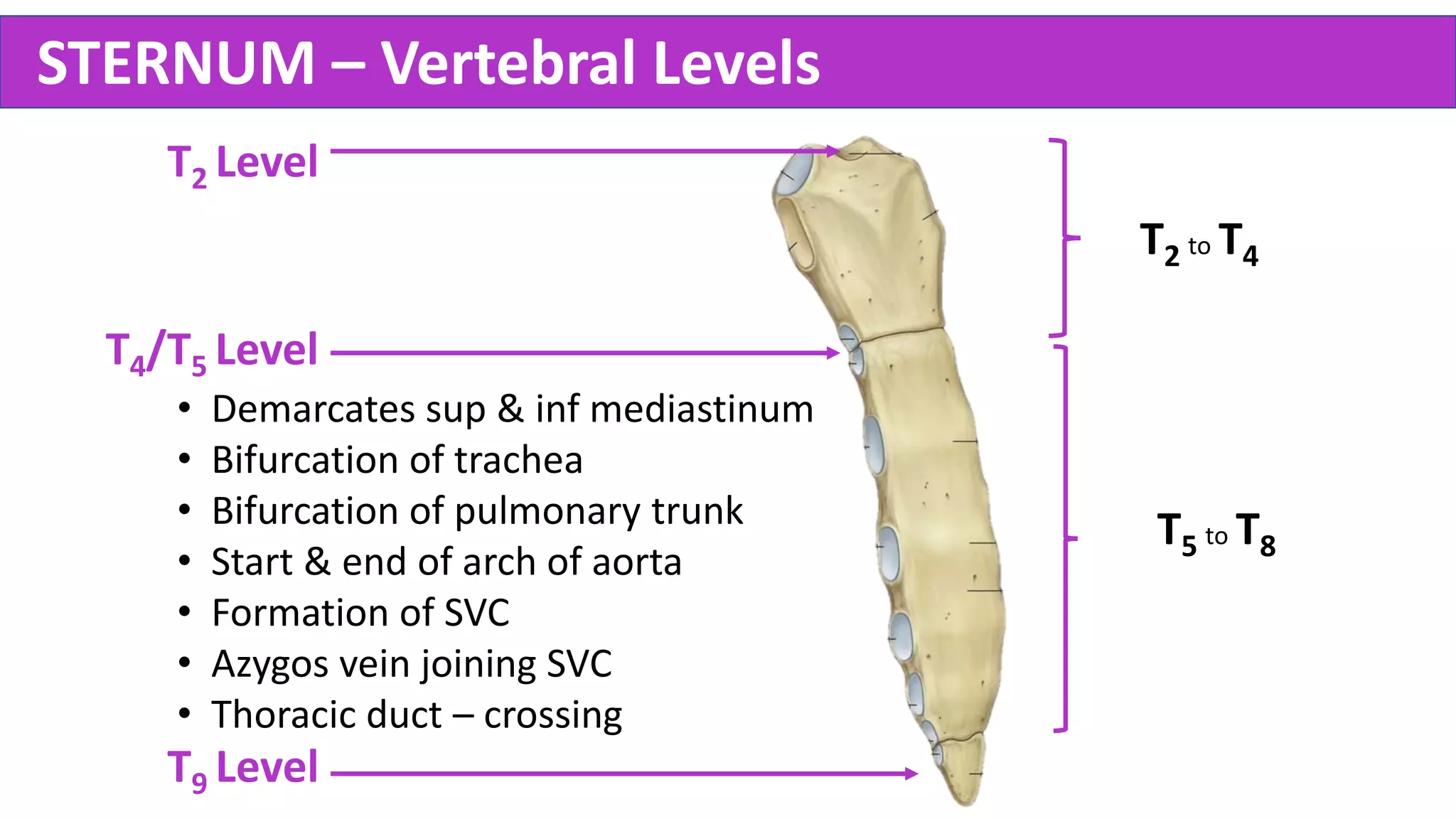 Thorax Anatomy | PPTX