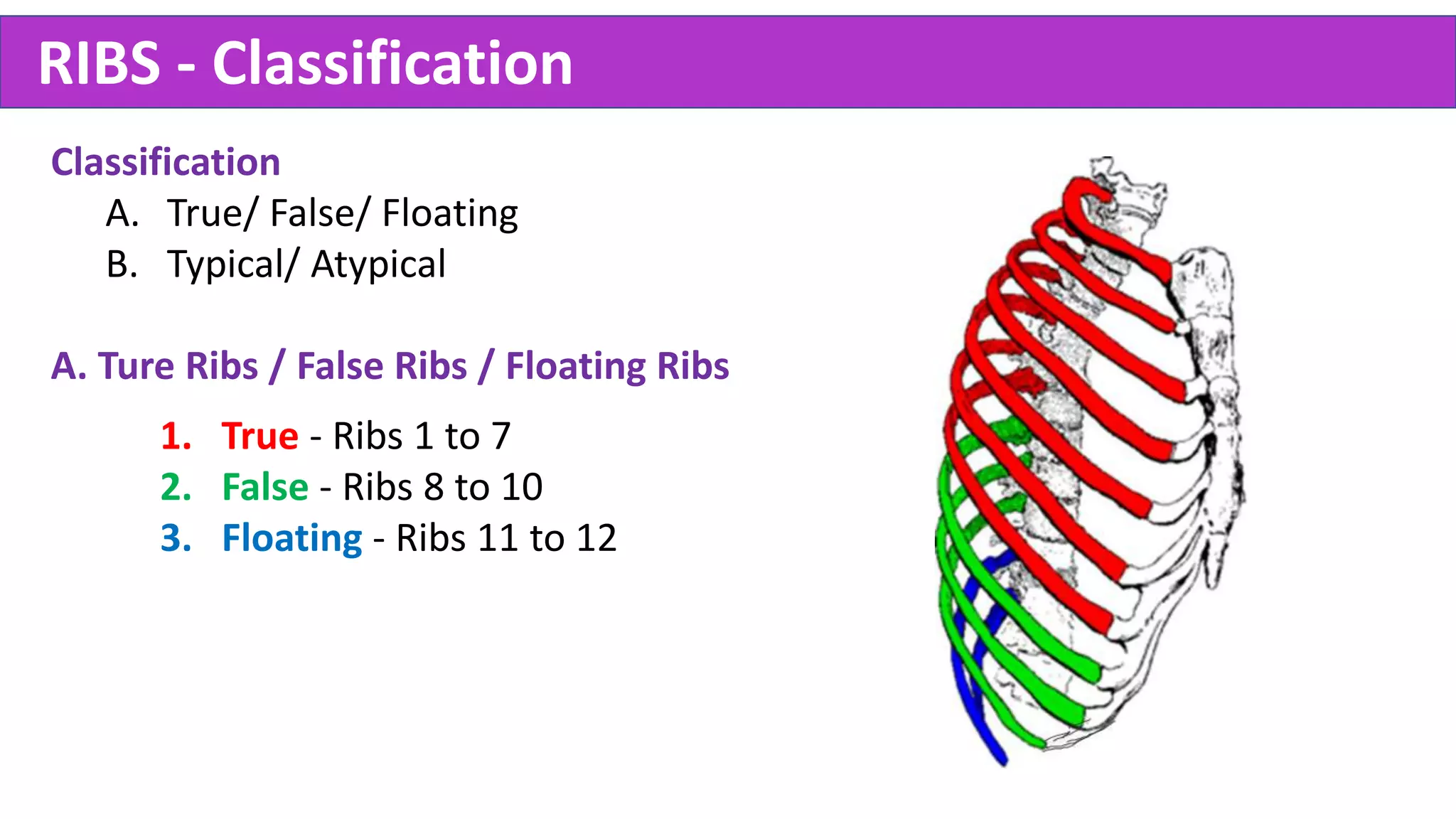 Thorax Anatomy | PPTX