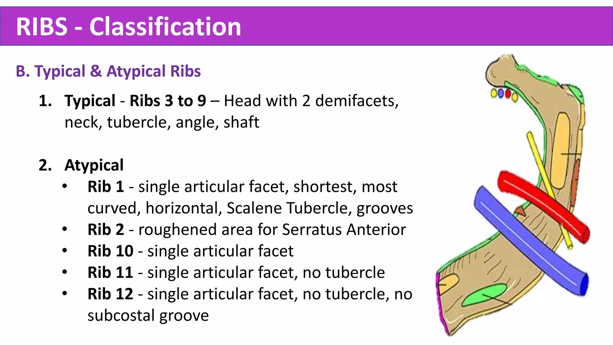 Thorax Anatomy | PPTX