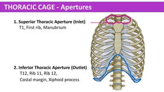Thorax Anatomy | PPTX