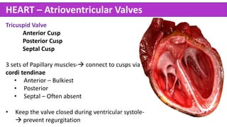 Thorax Anatomy | PPTX