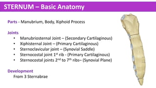 Thorax Anatomy | PPTX