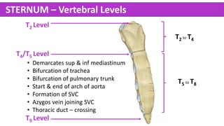 Thorax Anatomy | PPTX