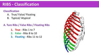 Thorax Anatomy | PPTX