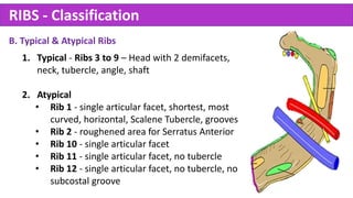 Thorax Anatomy | PPTX