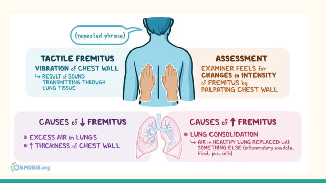 Physical Examination of Thorax | PPT