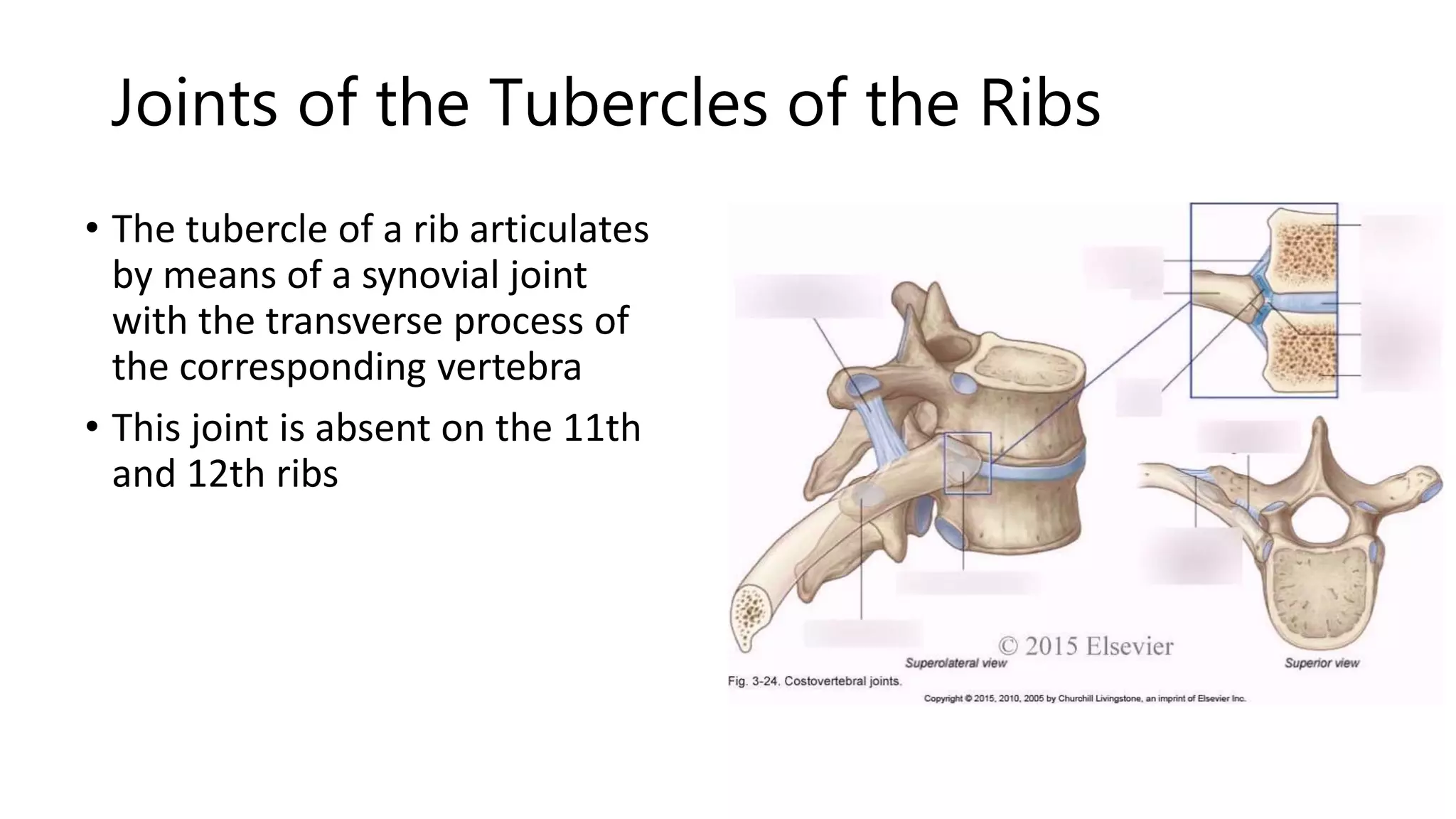 Thorax.pptx