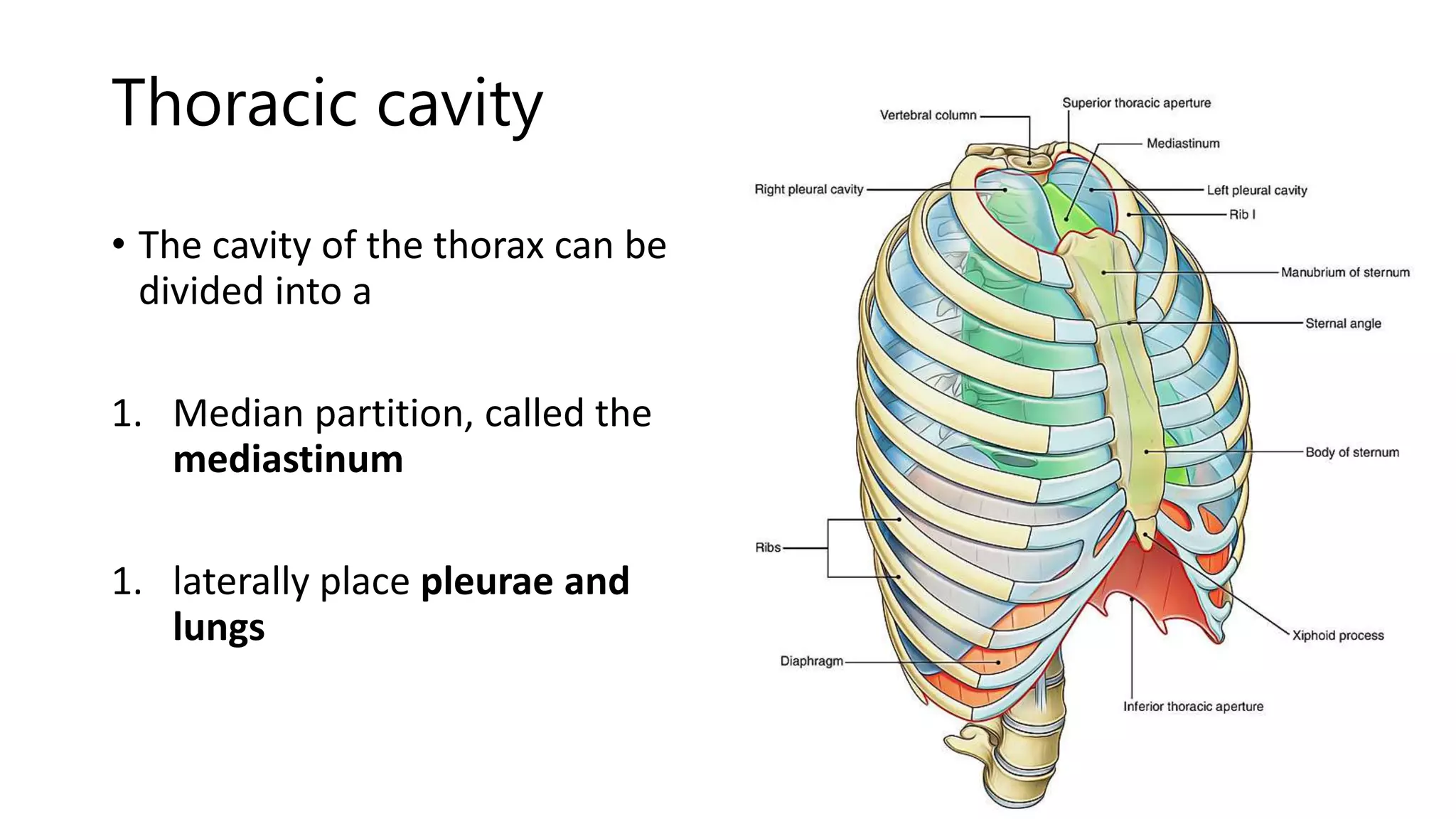 Thorax.pptx