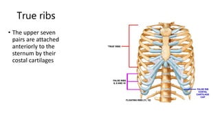 Thorax.pptx | Free Download