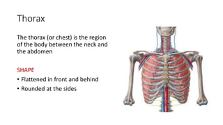 Thorax.pptx