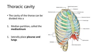 Thorax.pptx