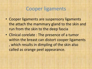 Suspensory Ligament Of Cooper