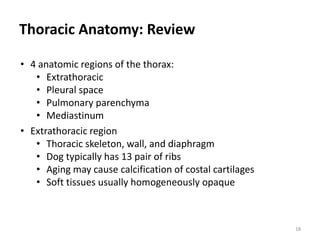thorax.ppt
