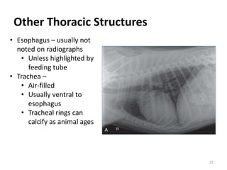 thorax.ppt