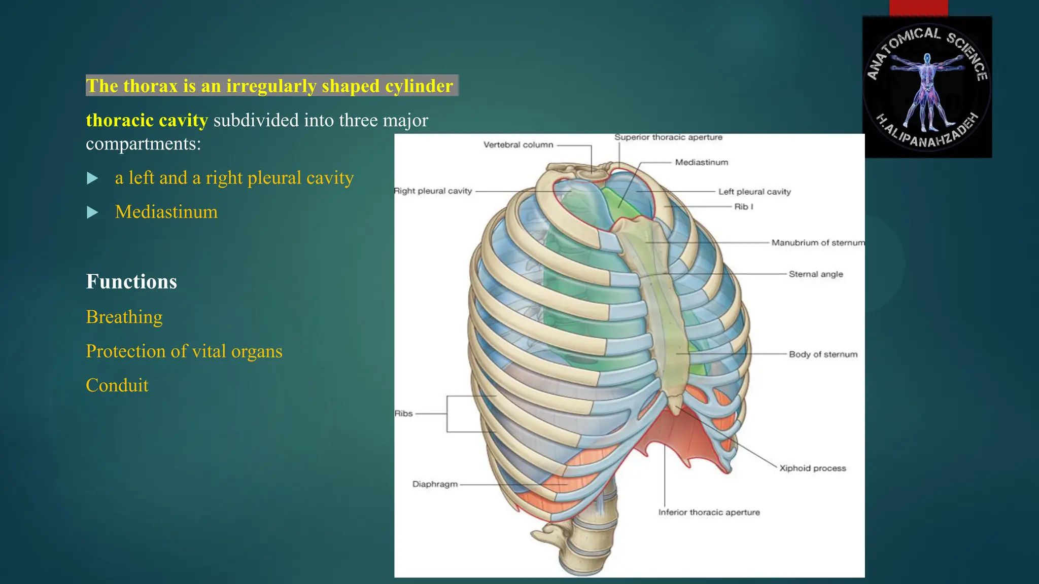 thorax.pdf