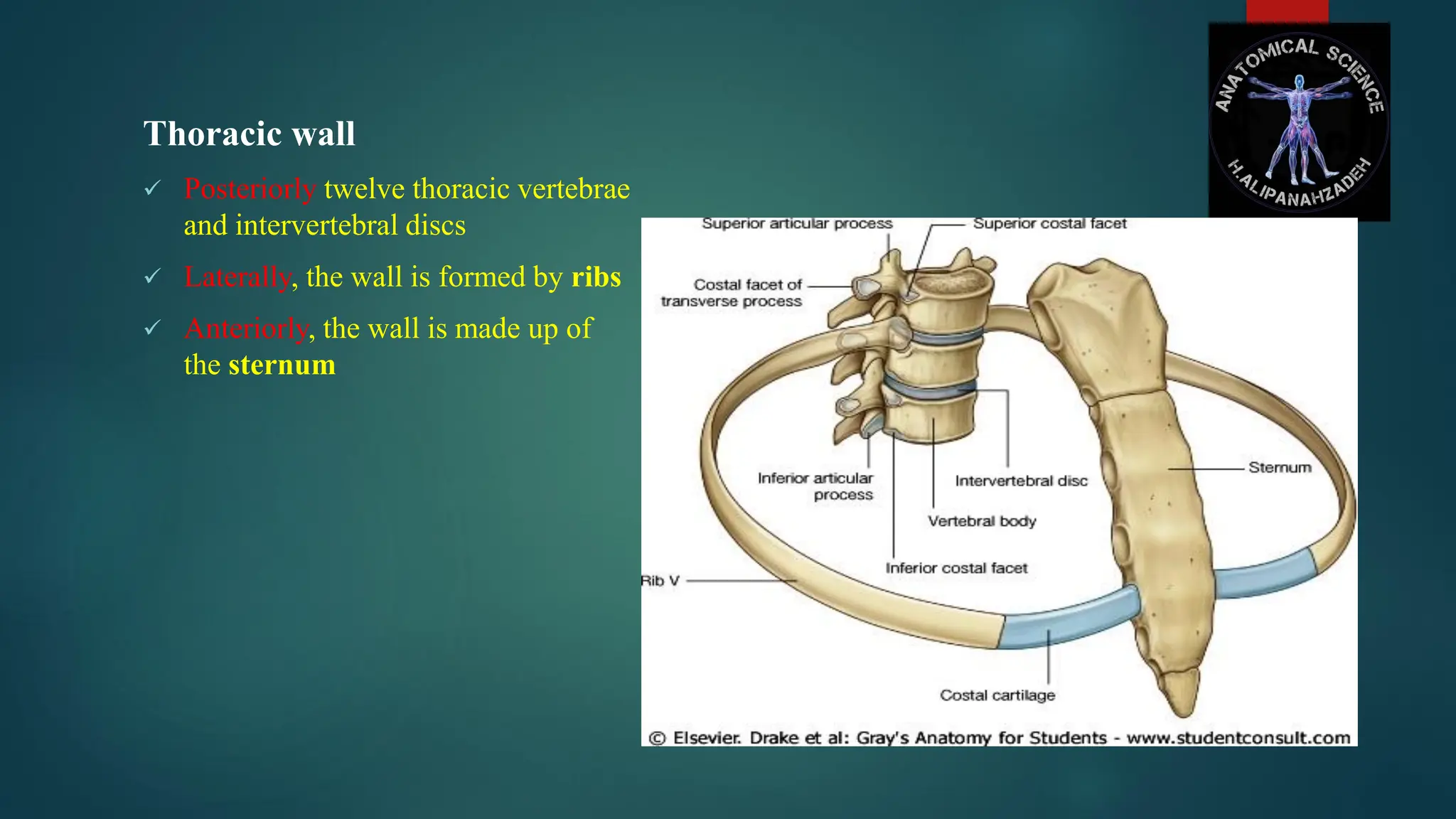 thorax.pdf