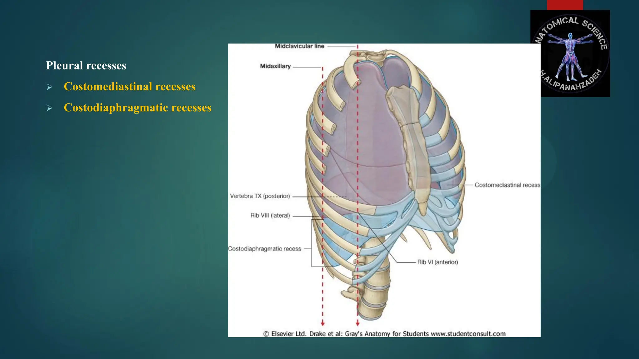 thorax.pdf
