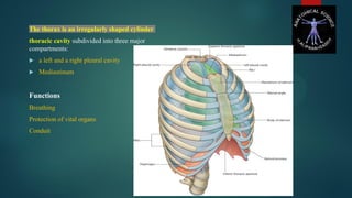 thorax.pdf