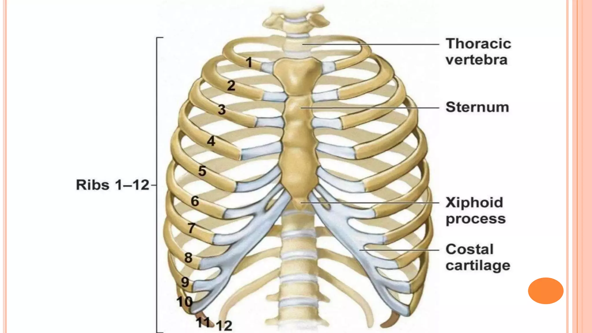 Thorax-XRAY and CT | PPTX