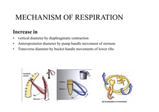 Thorax - diaphragm.pdf