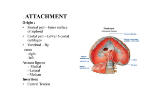 Thorax - diaphragm.pdf