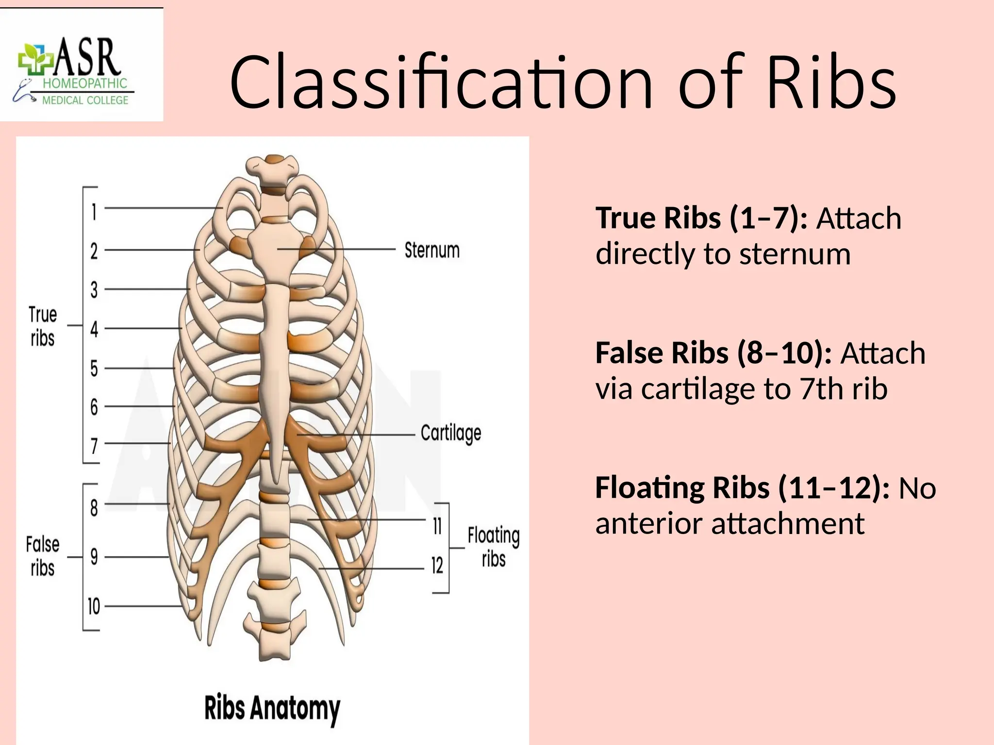 Surface landmarks of thorax and skeleton formation of thorax | PPTX
